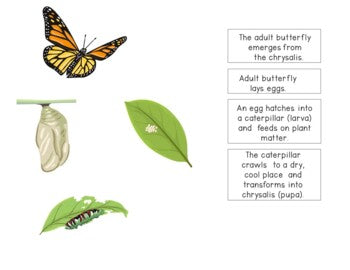 LIFE CYCLE OF BUTTERFLIES differentiated